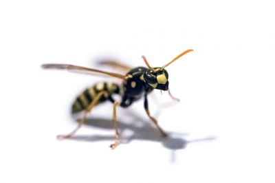 Yellow Jacket Extermination - Yellow Jacket Exterminators